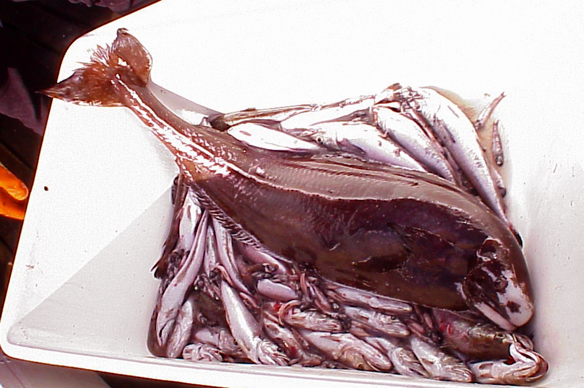 pl23_fish4038.jpg | National Oceanic and Atmospheric Administration