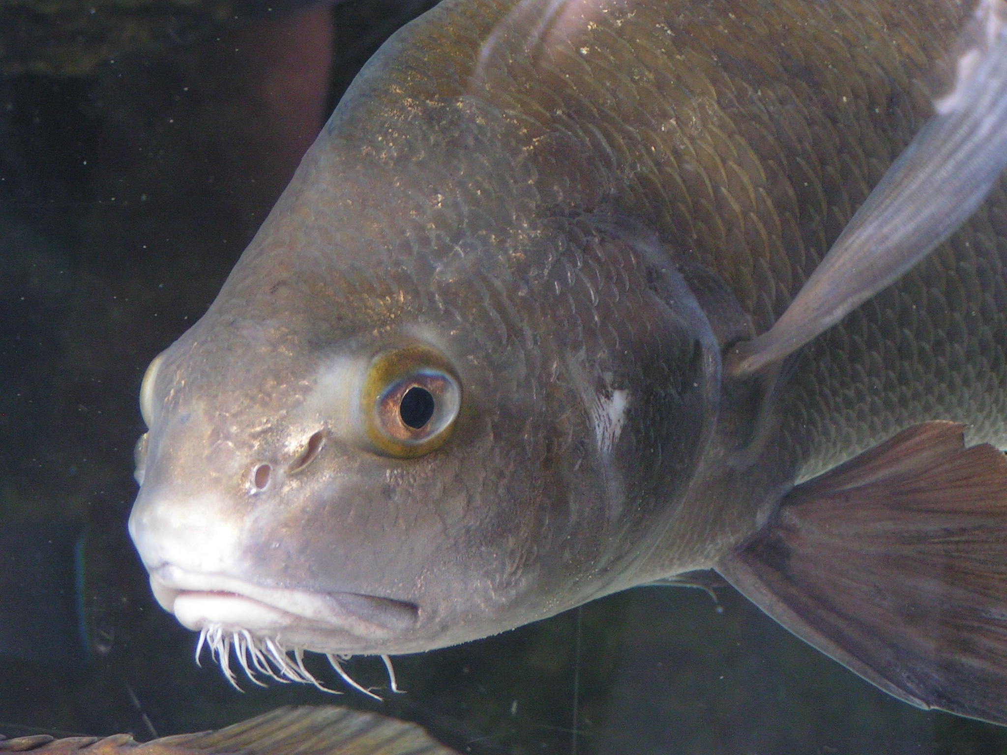 pl23_fish4063.jpg | National Oceanic and Atmospheric Administration