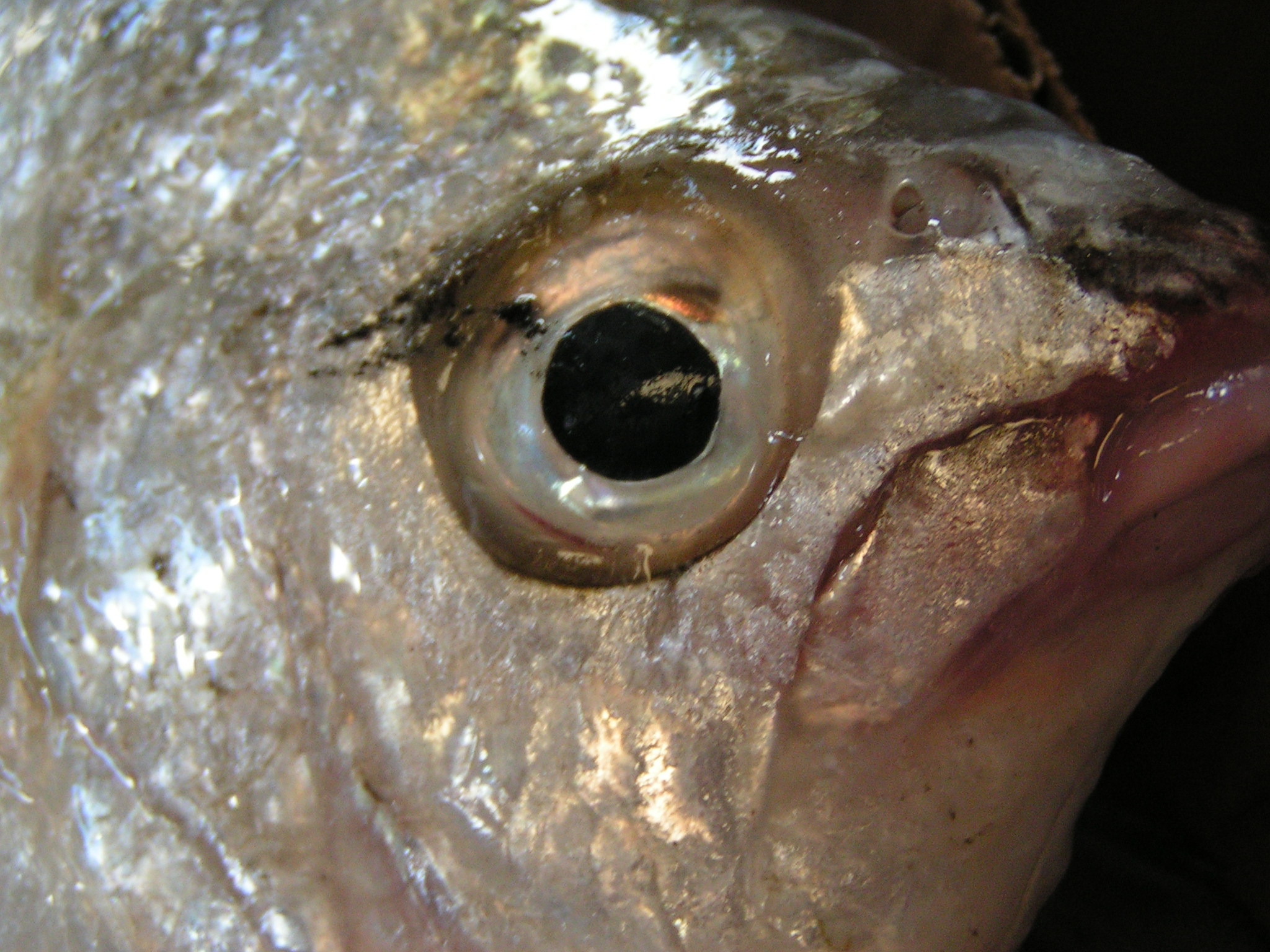 pl23_fish4064.jpg | National Oceanic and Atmospheric Administration