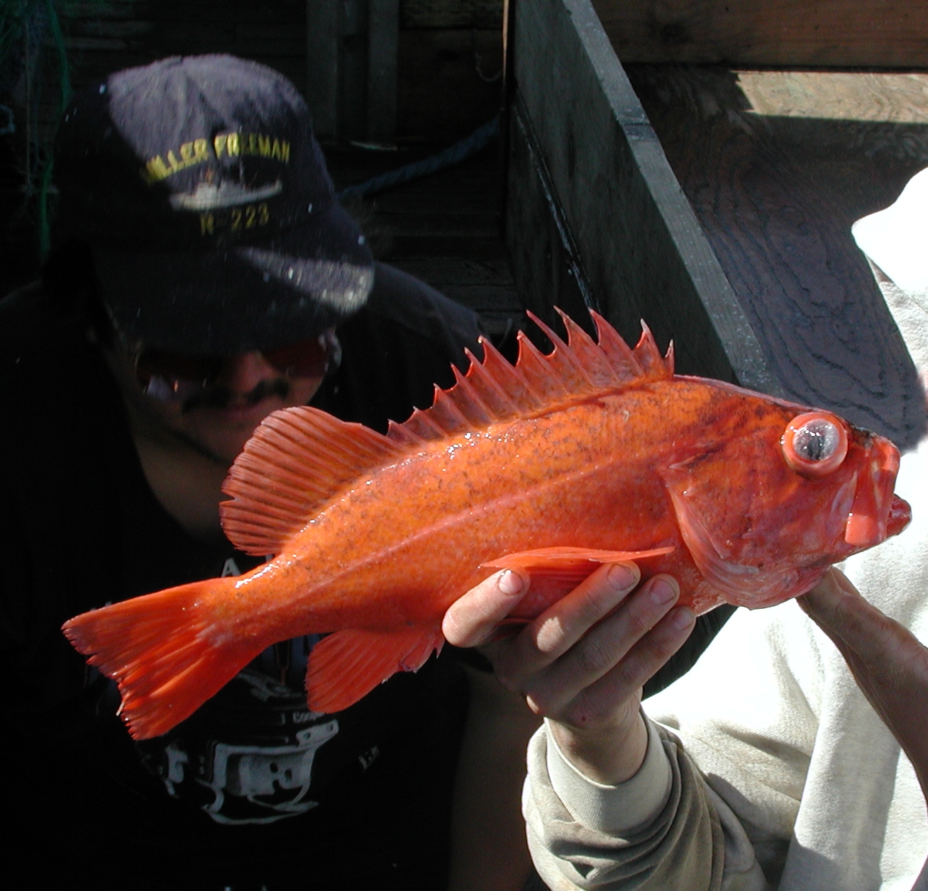 pl23_fish4070.jpg | National Oceanic and Atmospheric Administration