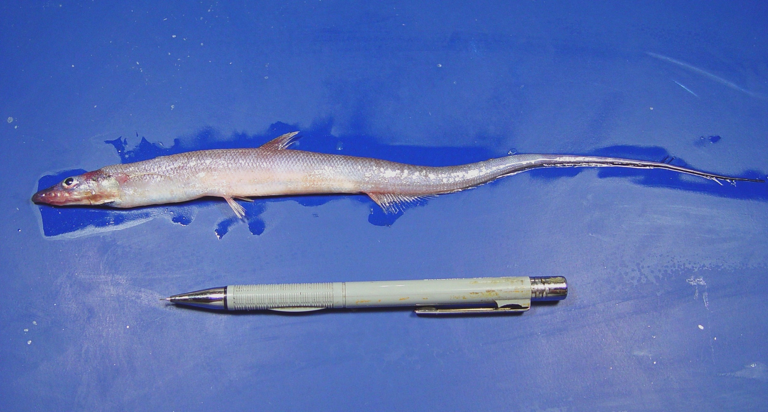 pl23_fish4078.jpg | National Oceanic and Atmospheric Administration