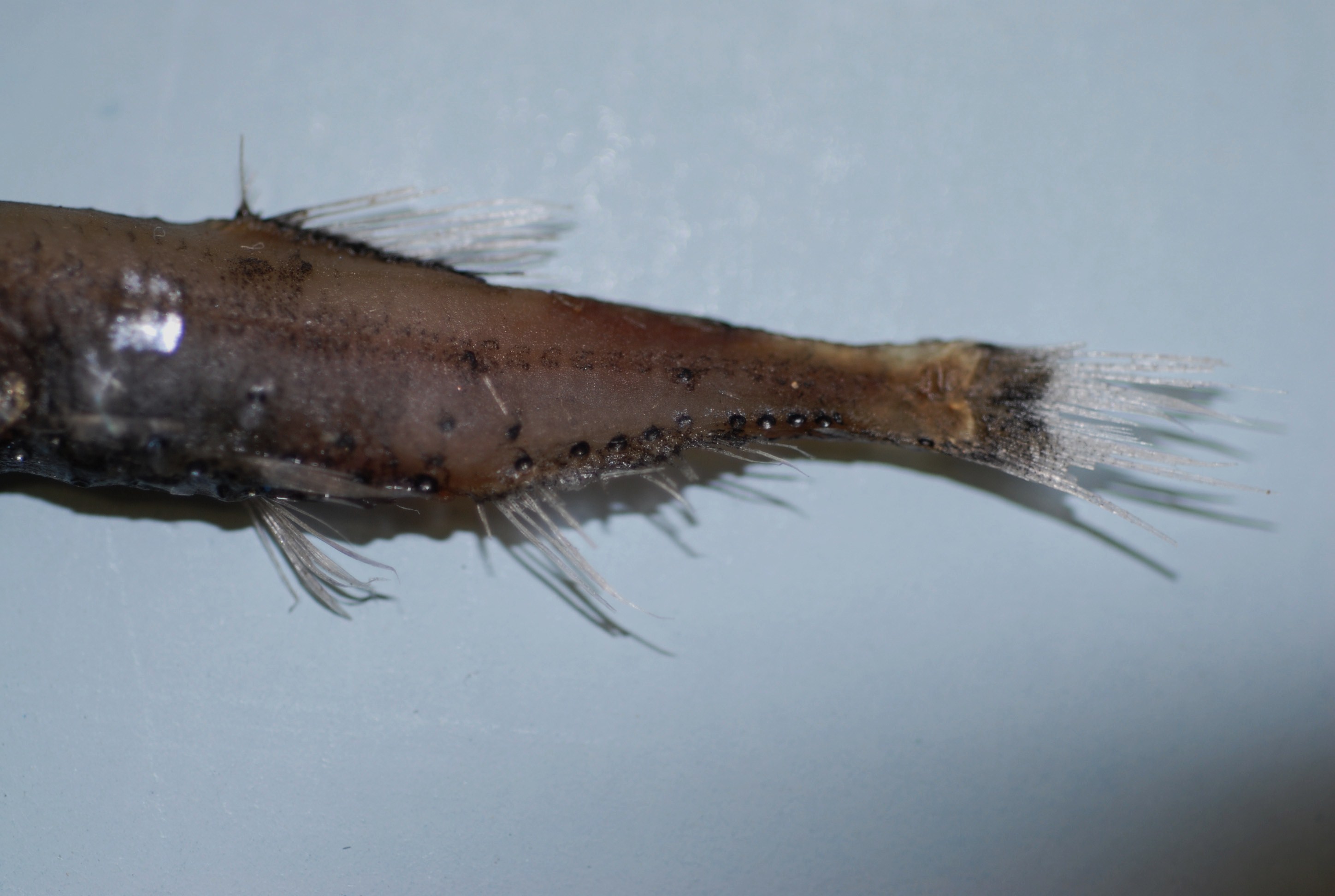 pl23_fish4188.jpg | National Oceanic and Atmospheric Administration