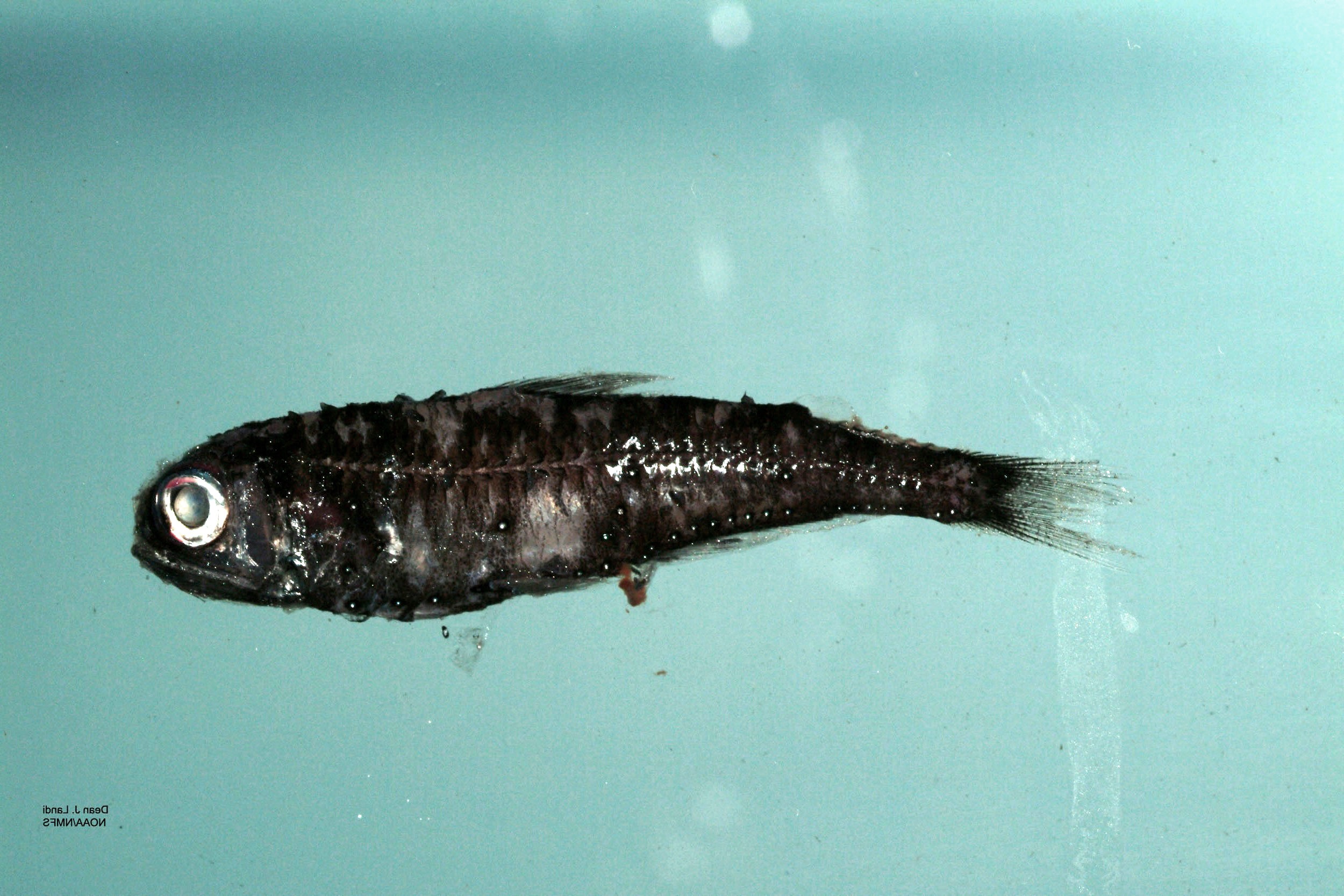 pl23_fish4191.jpg | National Oceanic and Atmospheric Administration