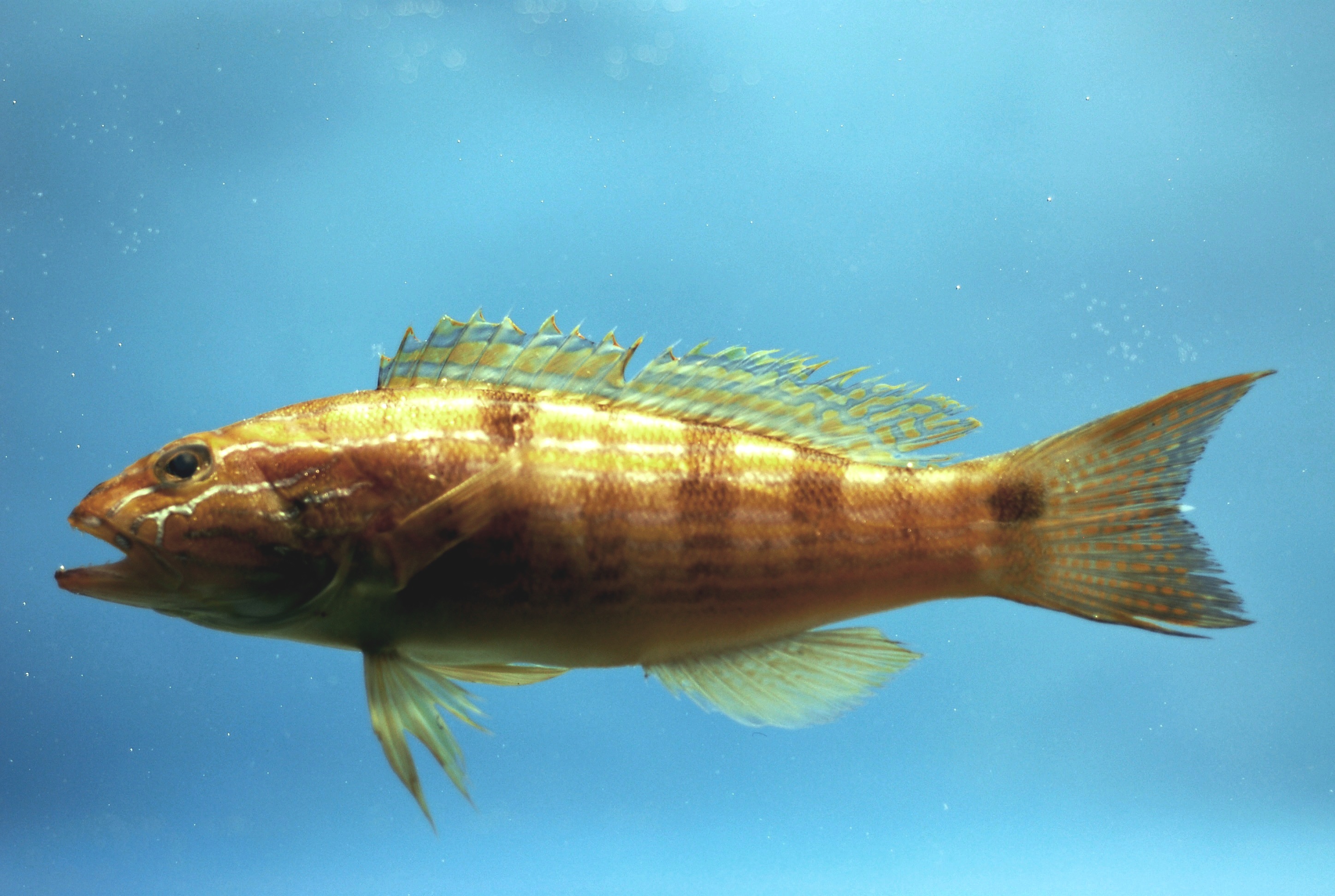 pl23_fish4194.jpg | National Oceanic and Atmospheric Administration