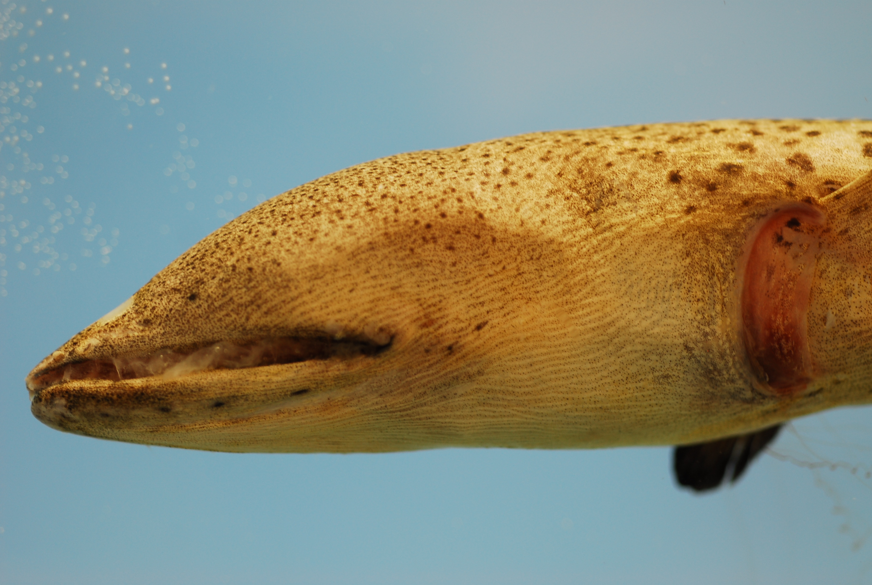 pl23_fish4199.jpg | National Oceanic and Atmospheric Administration