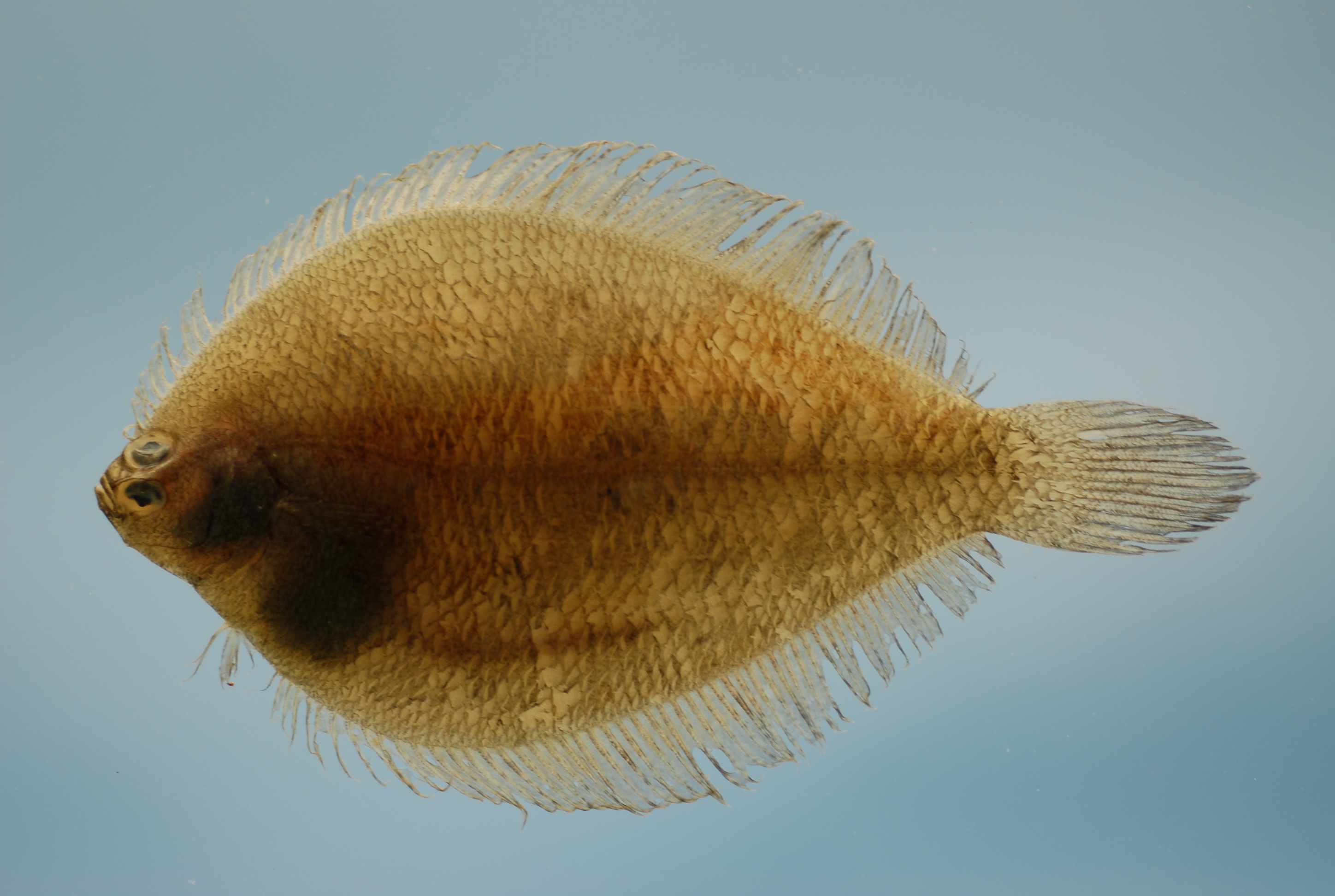 pl23_fish4244.jpg | National Oceanic and Atmospheric Administration