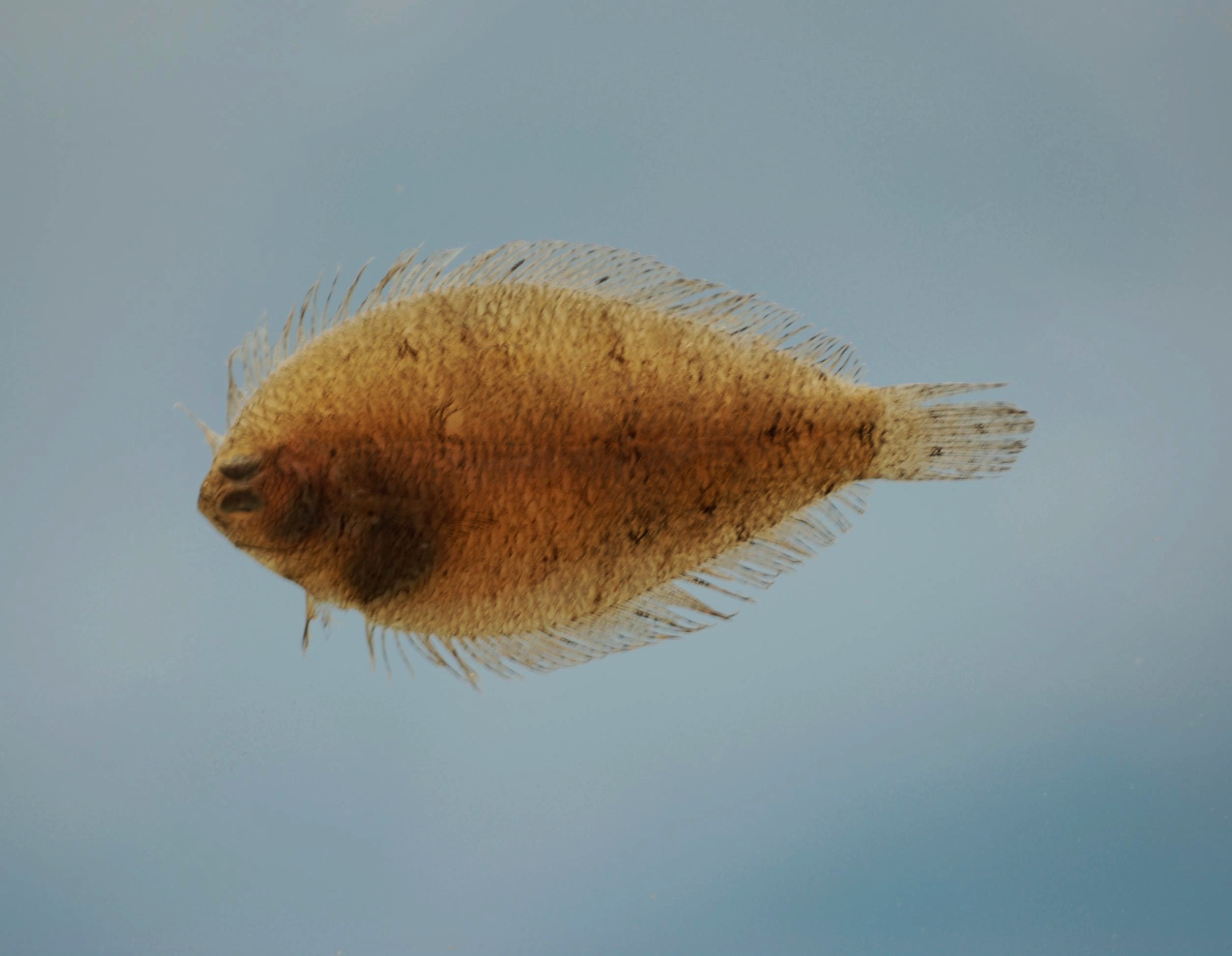 pl23_fish4245.jpg | National Oceanic and Atmospheric Administration