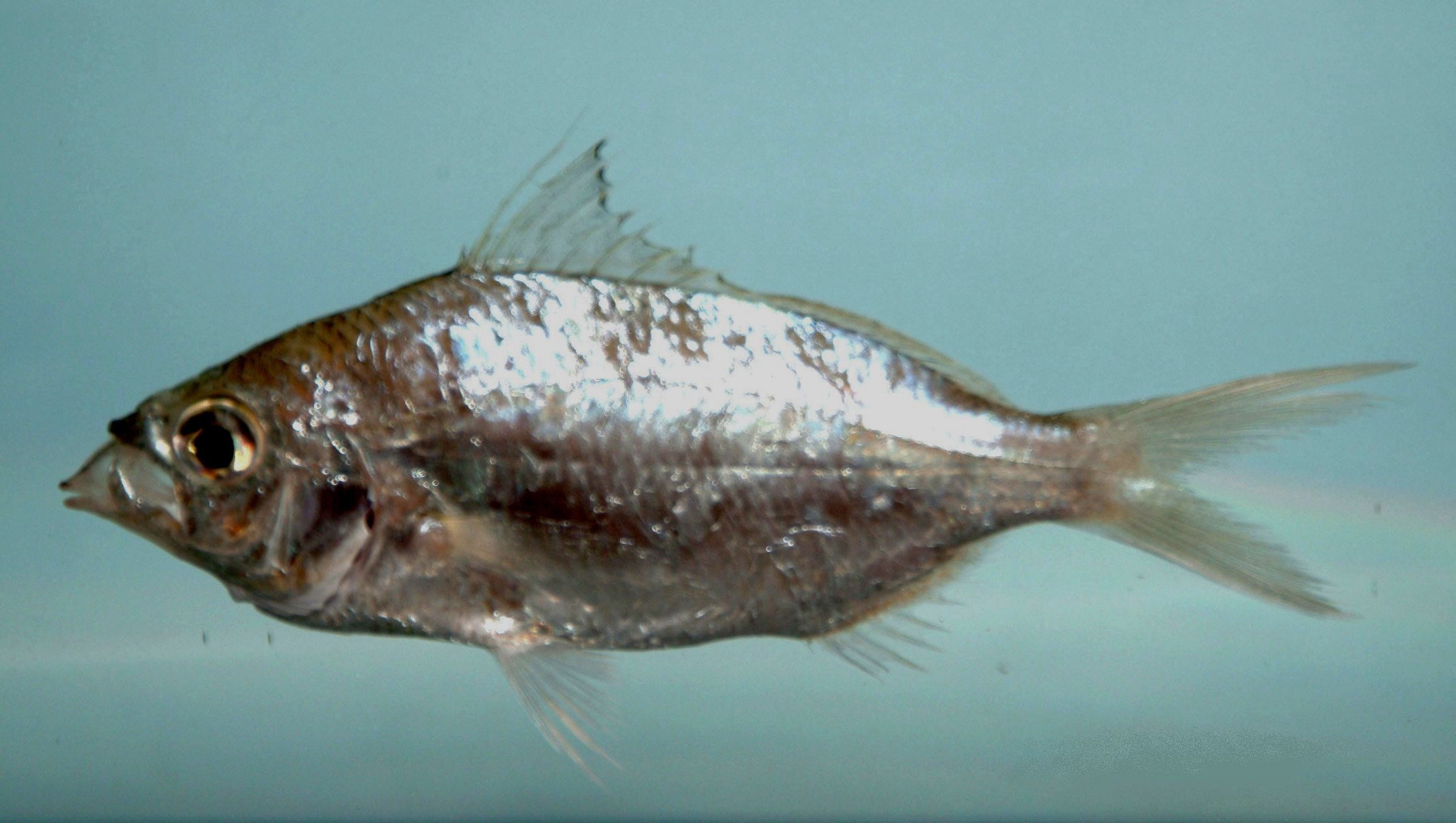 pl23_fish4247.jpg | National Oceanic and Atmospheric Administration