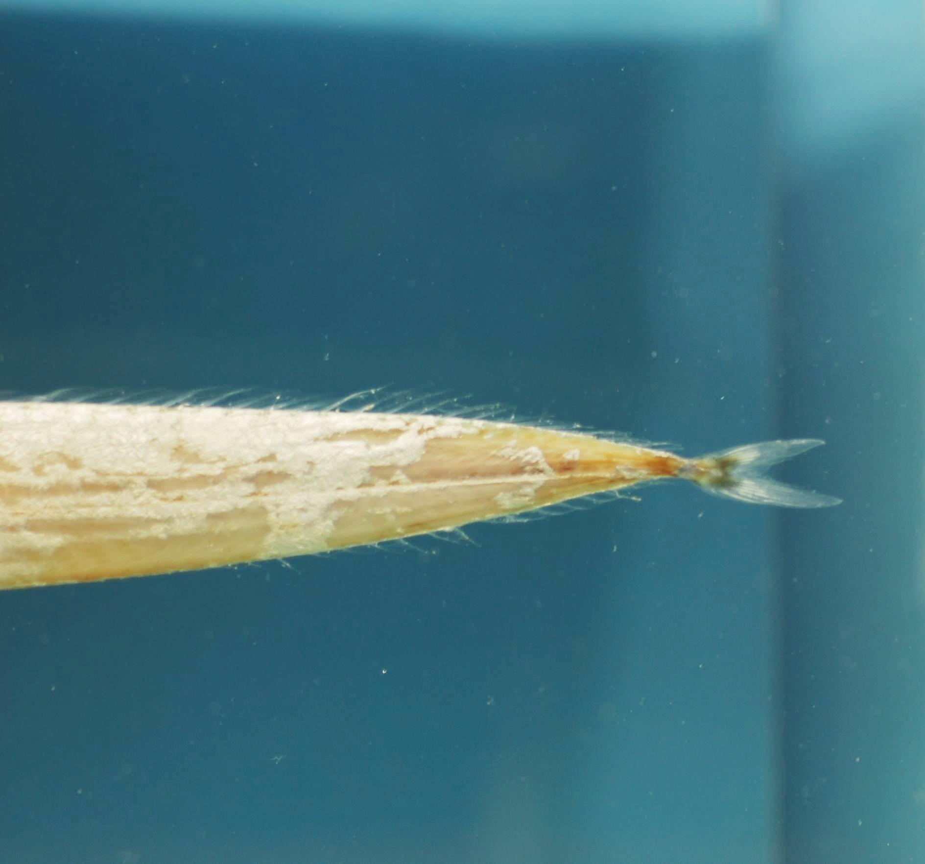 pl23_fish4251.jpg | National Oceanic and Atmospheric Administration