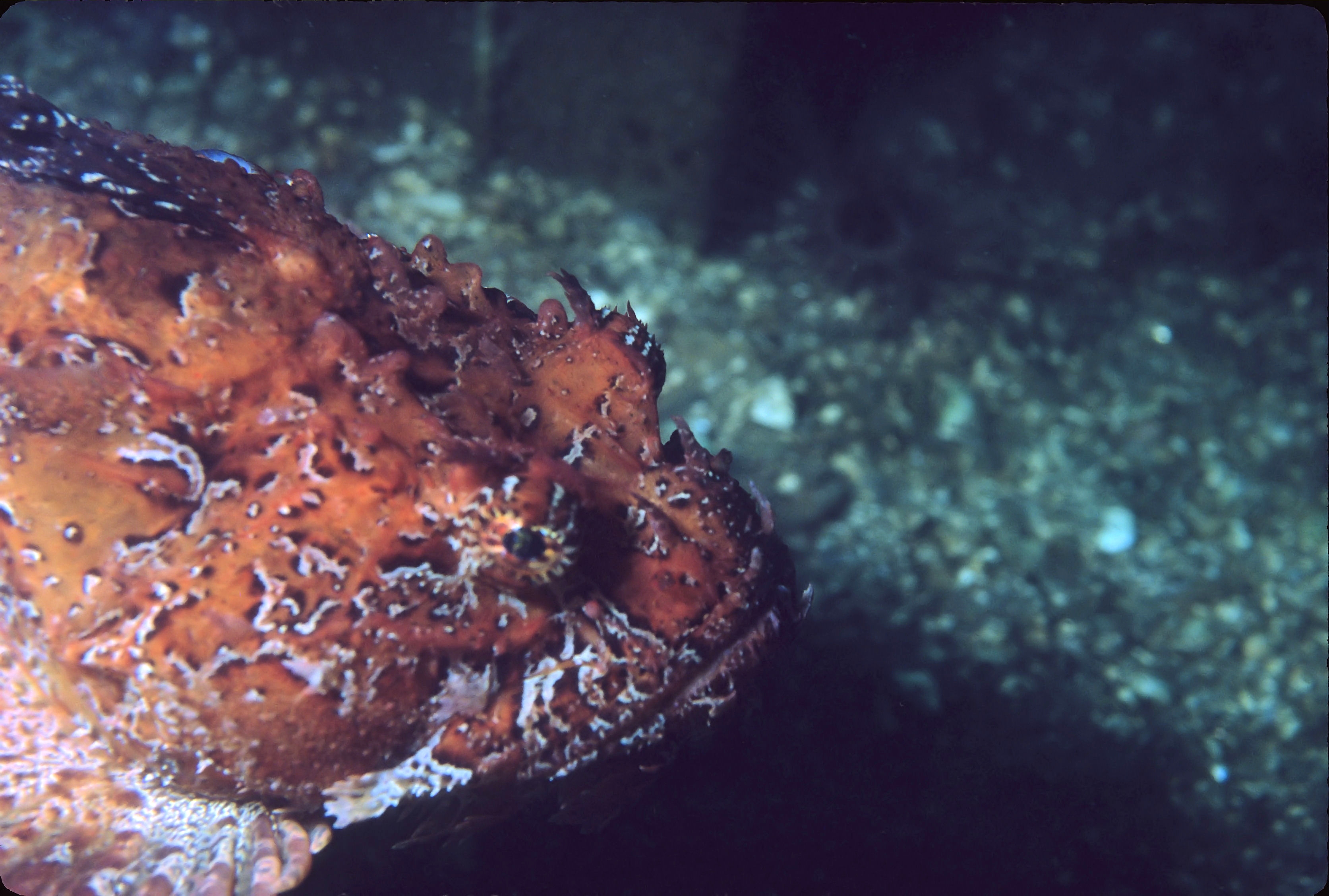 fish4673.jpg | National Oceanic and Atmospheric Administration