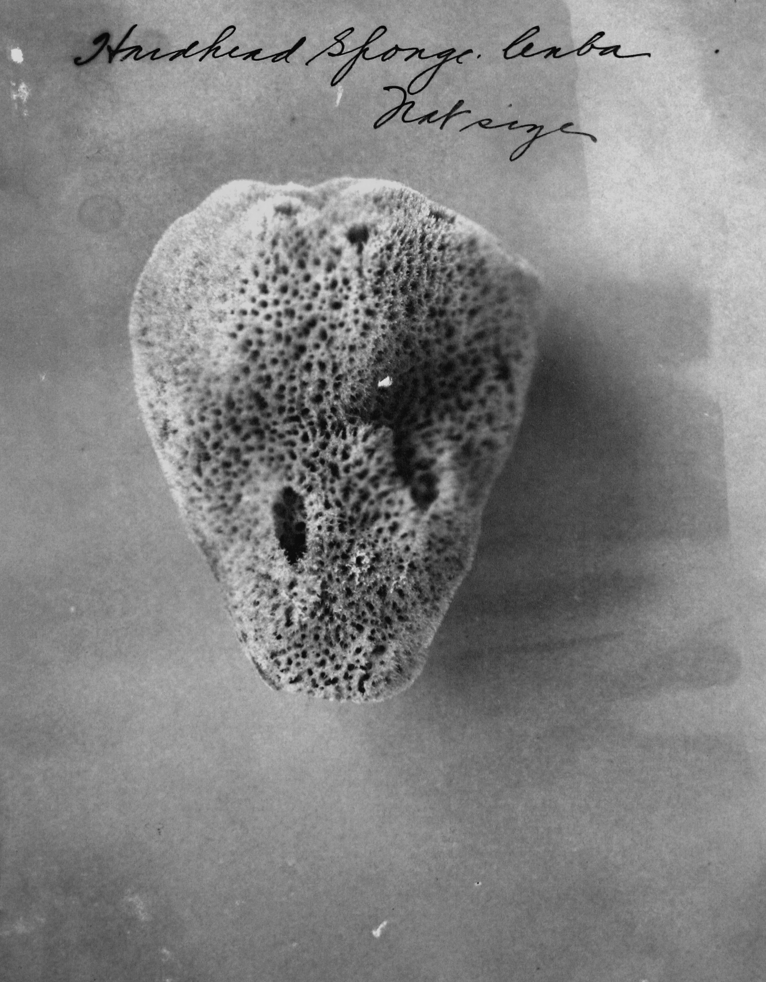 fish7310.jpg | National Oceanic and Atmospheric Administration