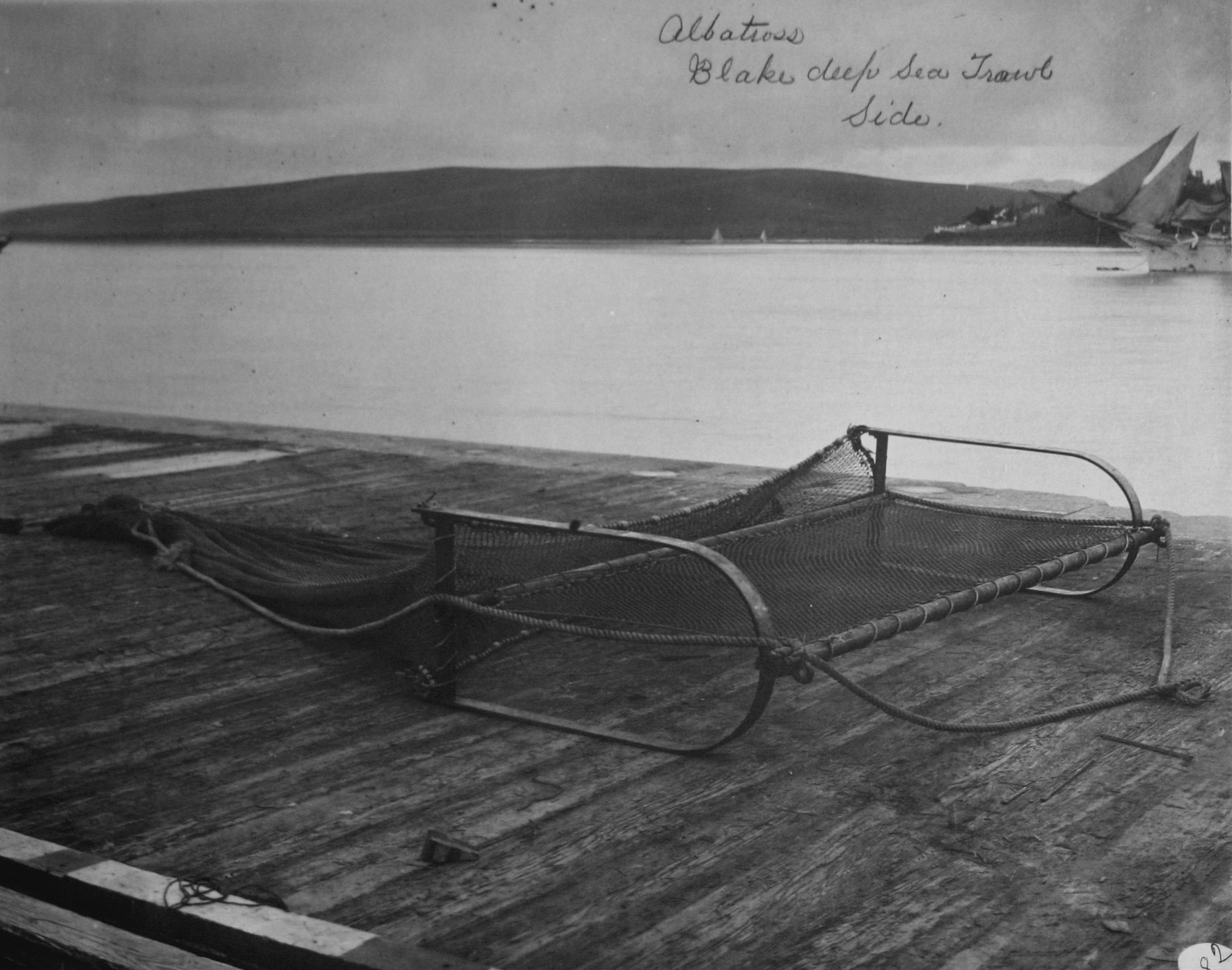 fish7431.jpg | National Oceanic and Atmospheric Administration