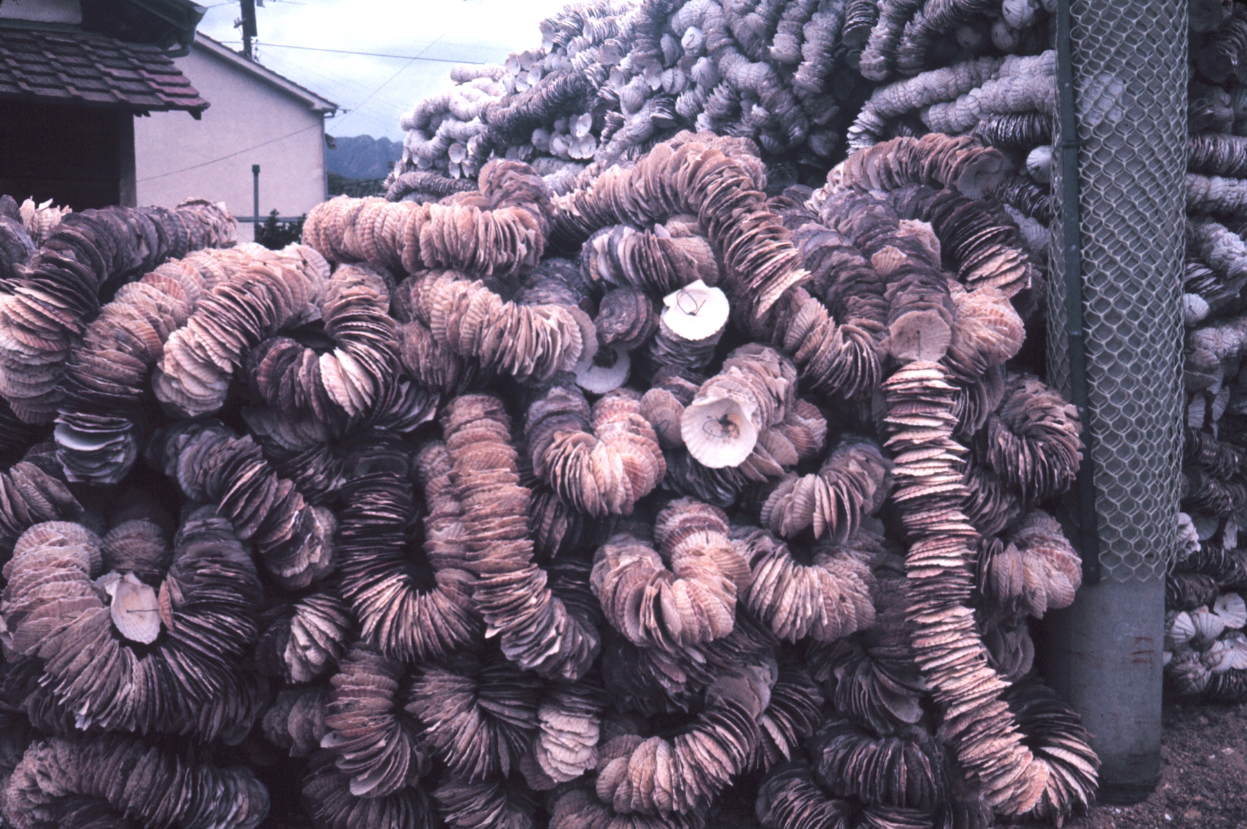 pl23_mvey0022.jpg | National Oceanic and Atmospheric Administration