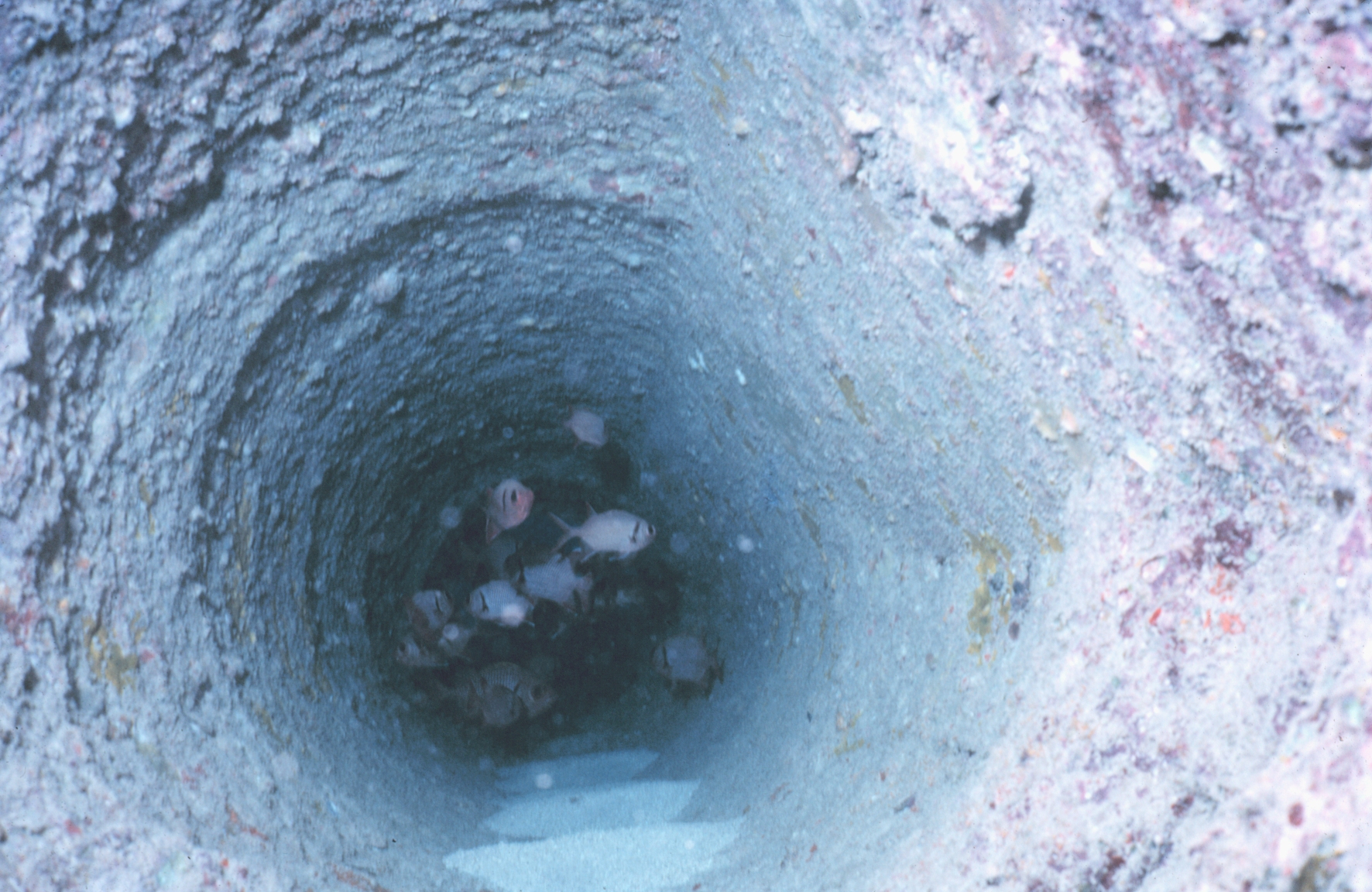 reef0061.jpg | National Oceanic and Atmospheric Administration