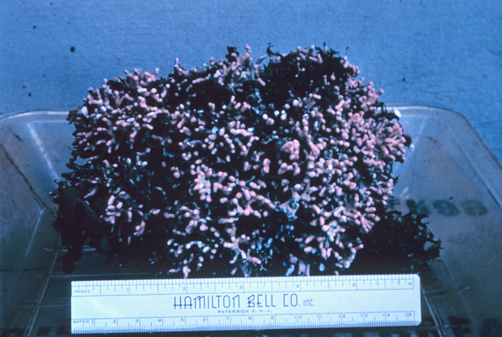 reef0335.jpg | National Oceanic and Atmospheric Administration
