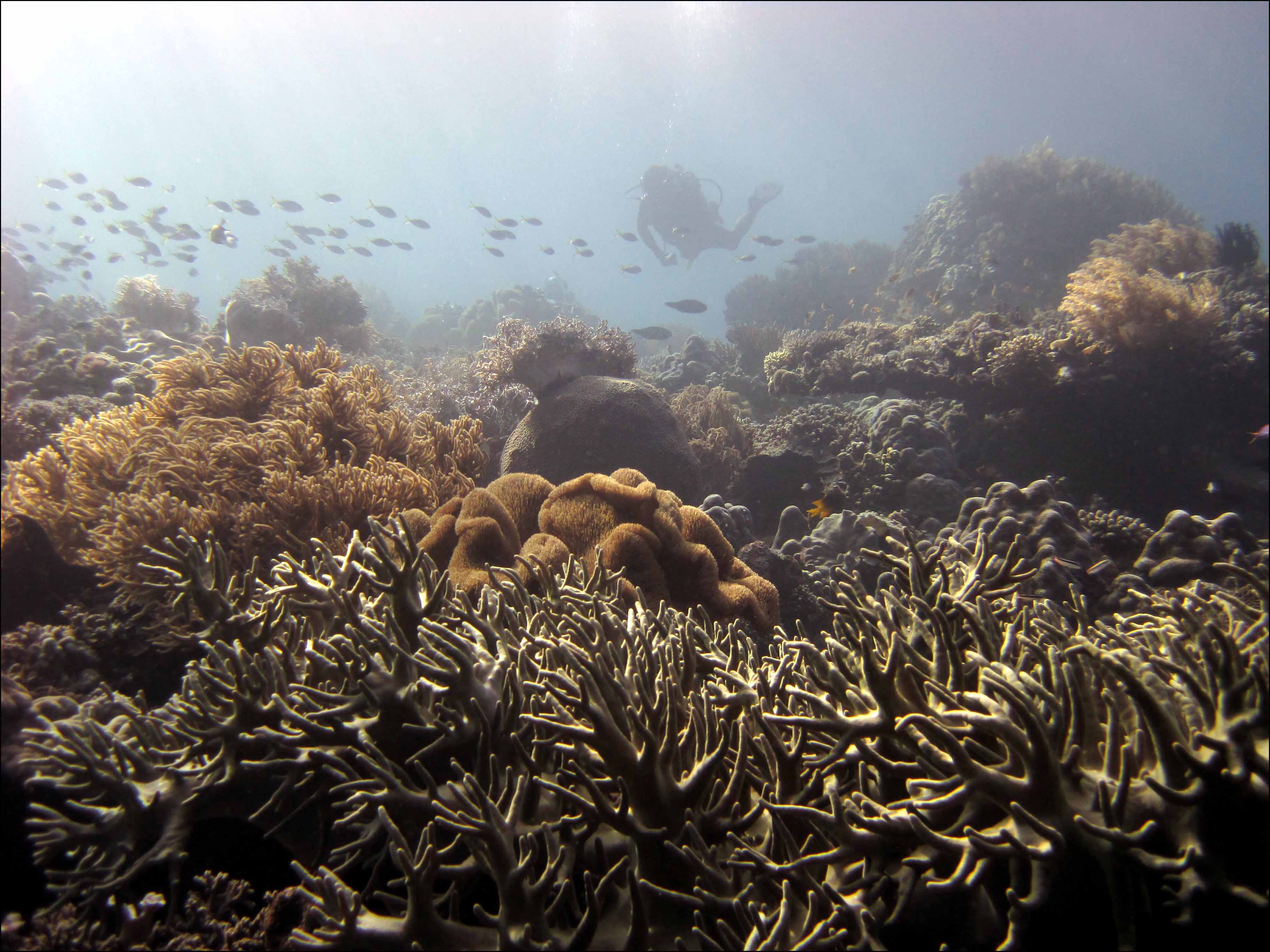 reef3308.jpg | National Oceanic and Atmospheric Administration