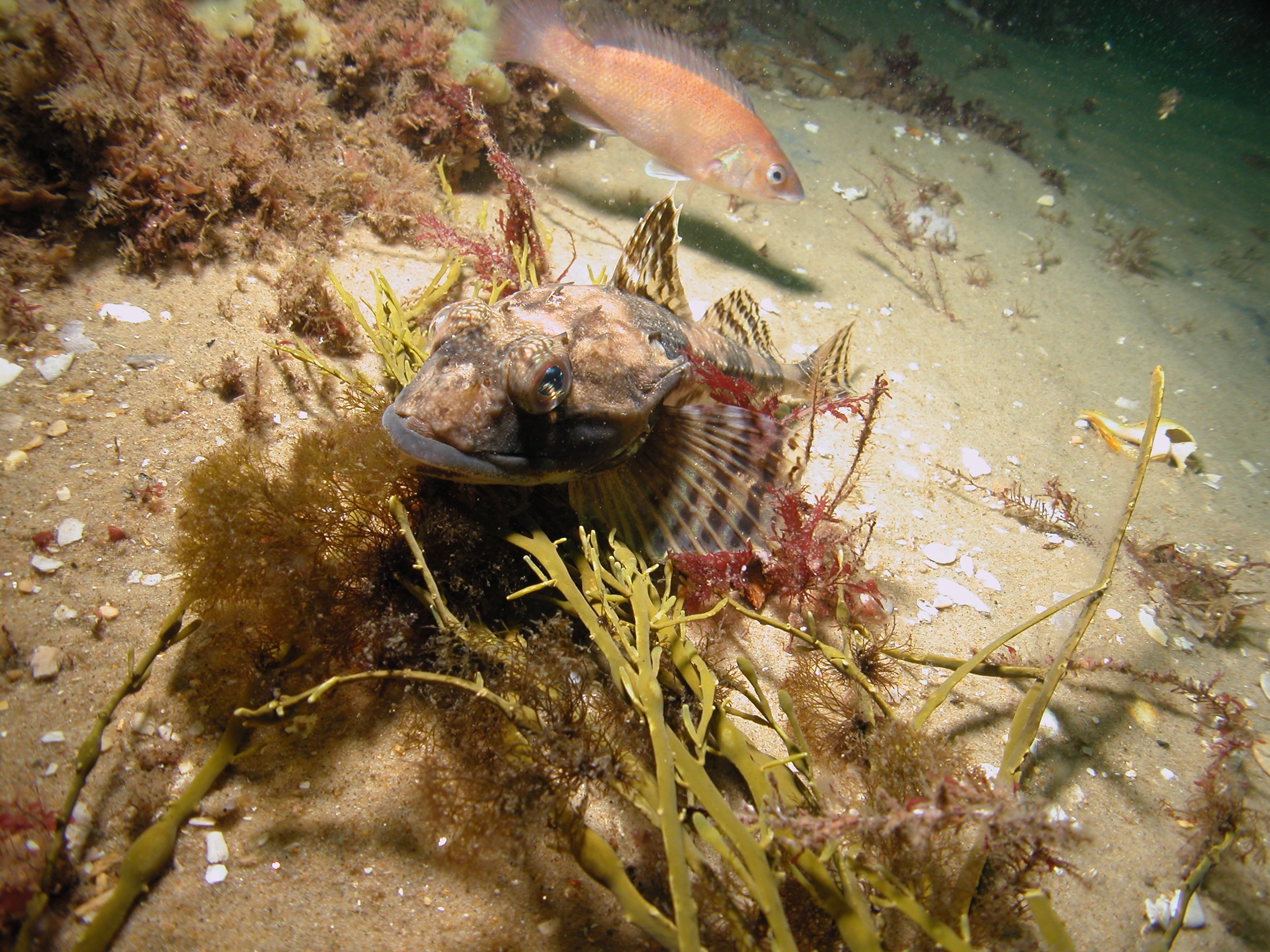 pl23_sanc1093.jpg | National Oceanic and Atmospheric Administration