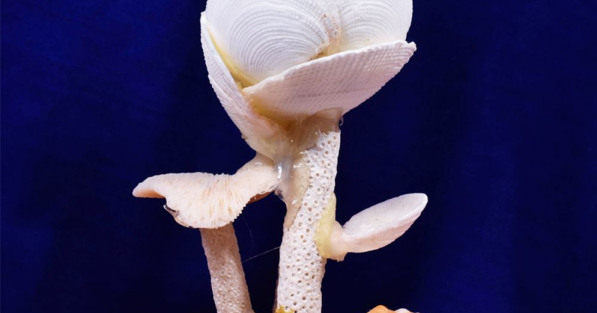 eTukuri - Products | CORALS AND CLAM TREE