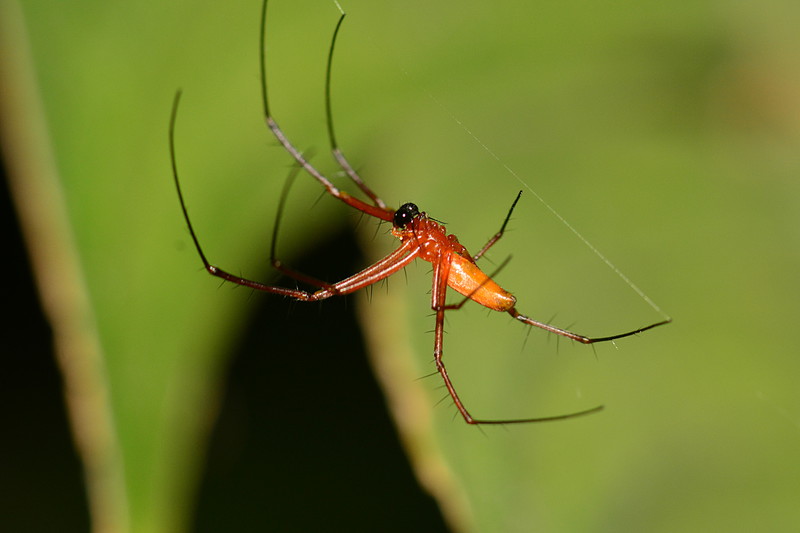 Nephila Climate