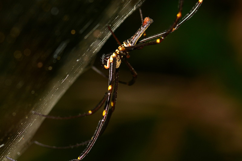 Nephila Climate