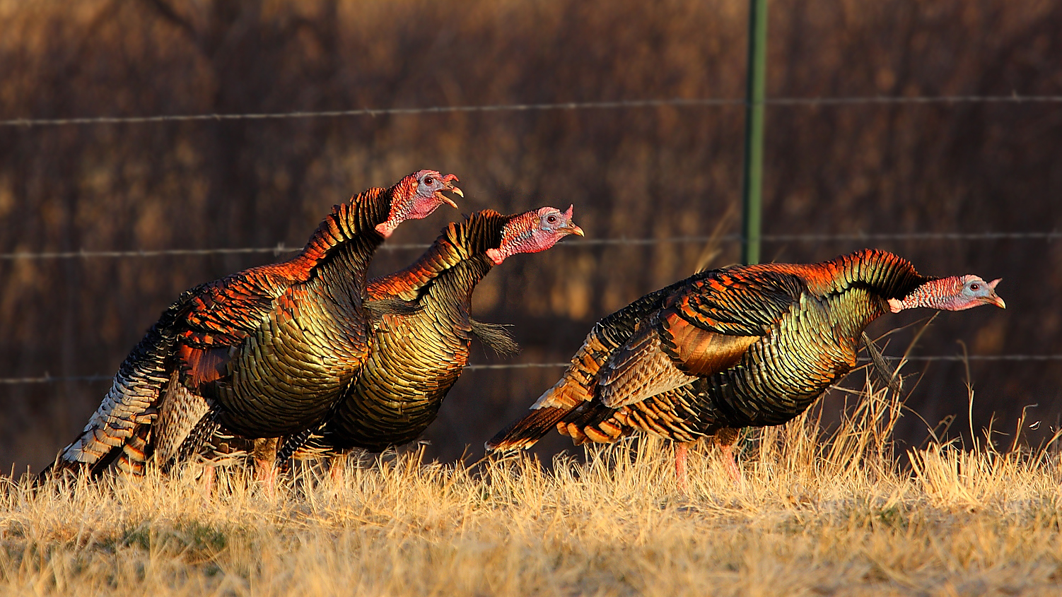 Tricks of the trade to help you take your next turkey with a bow ...