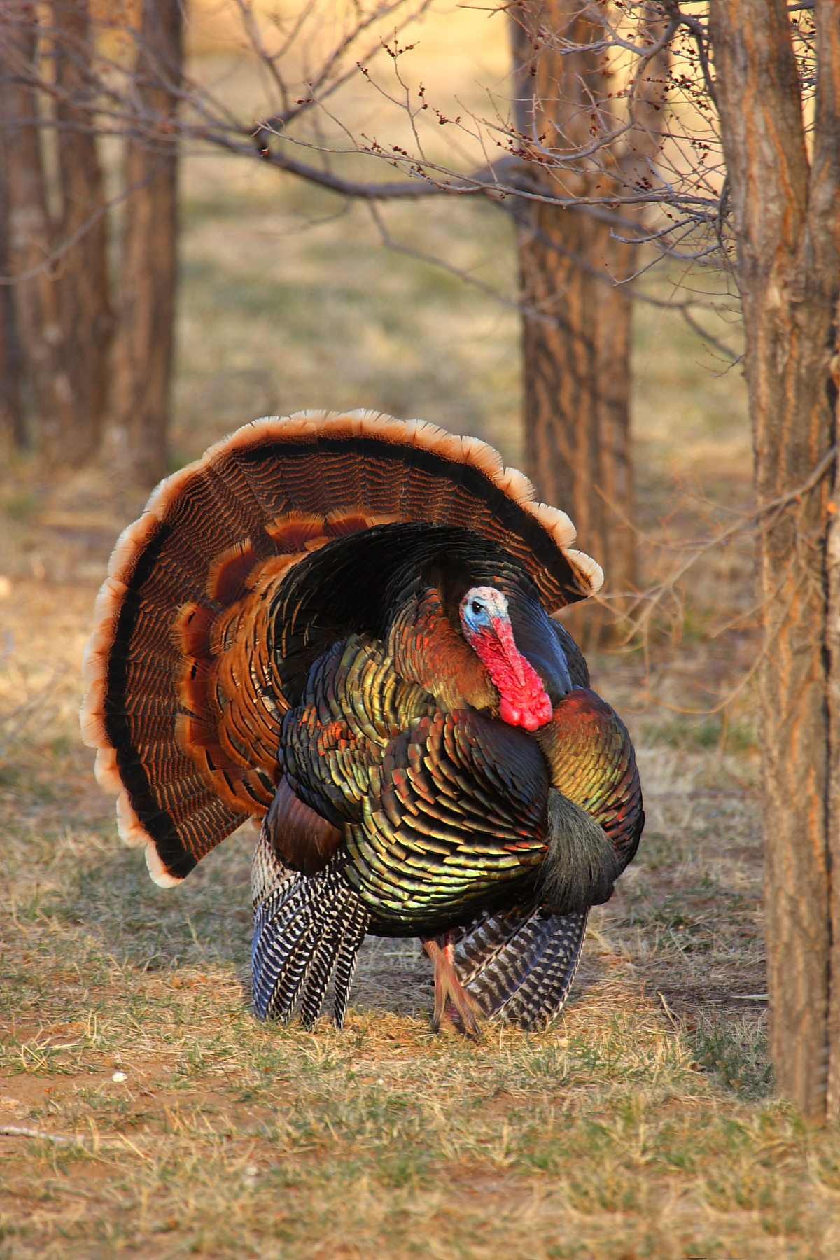 Tricks of the trade to help you take your next turkey with a bow ...