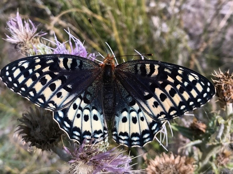 Silverspot butterfly, found in northern New Mexico, could receive ...