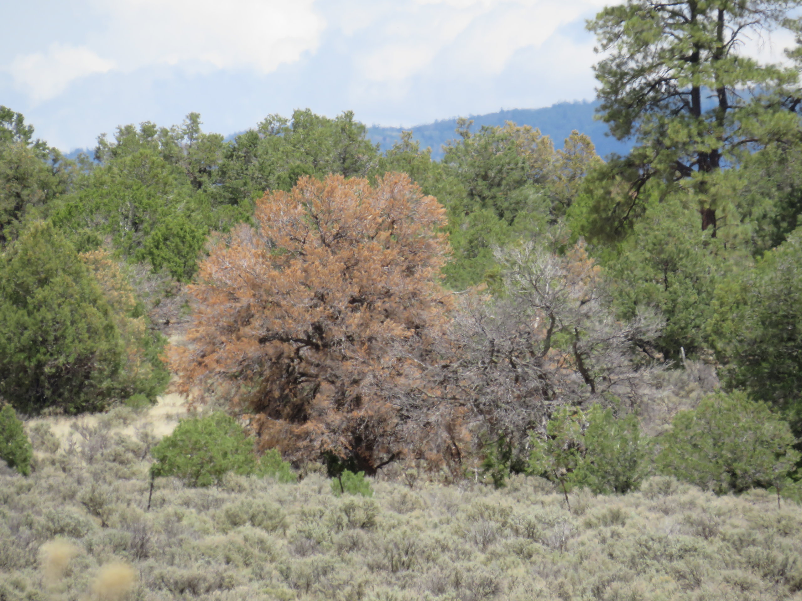 Amid drought, stressed trees fall victims of bark beetle | NM Political ...