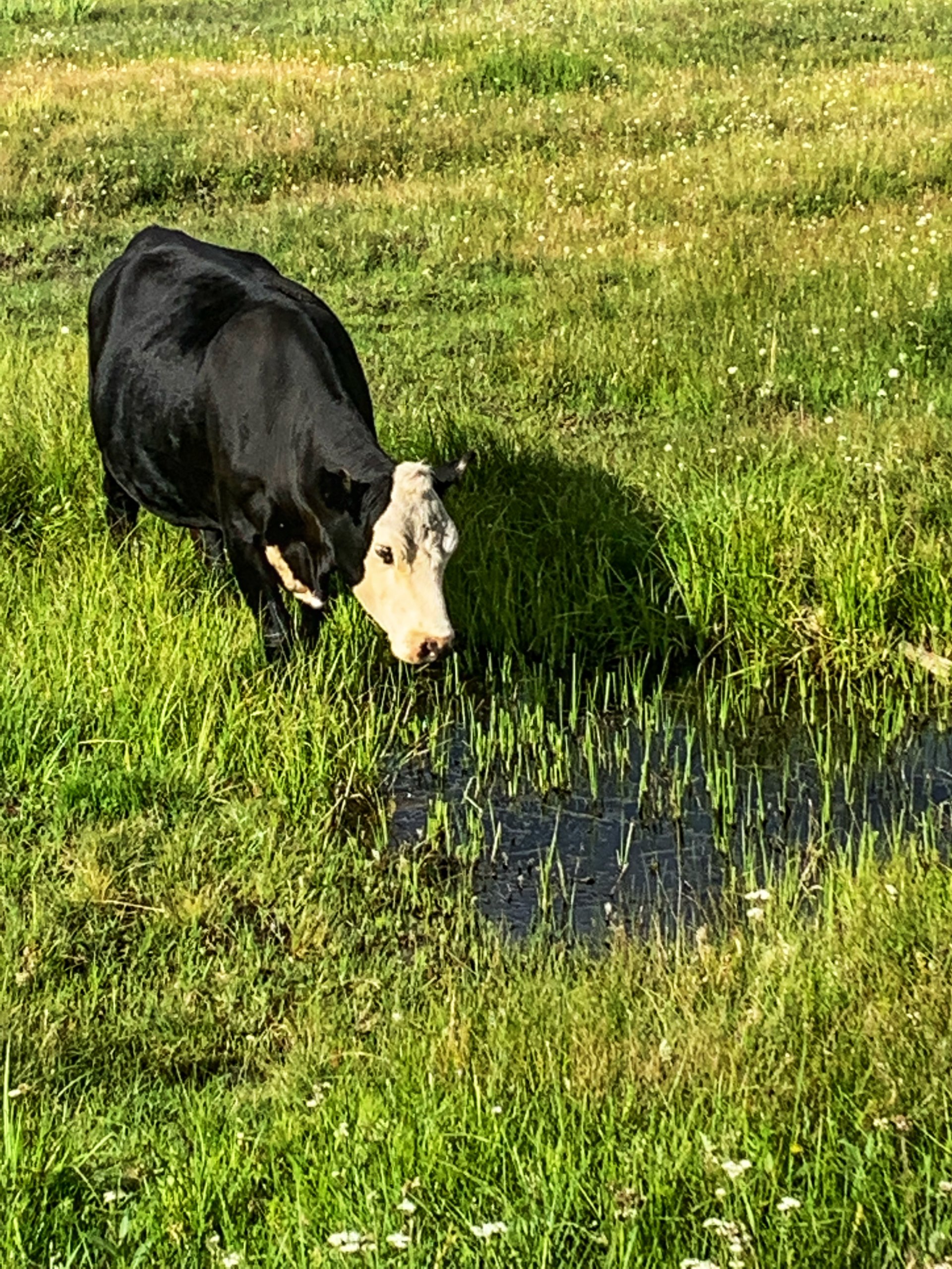 Anger toward the Forest Service has been smoldering for a century ...