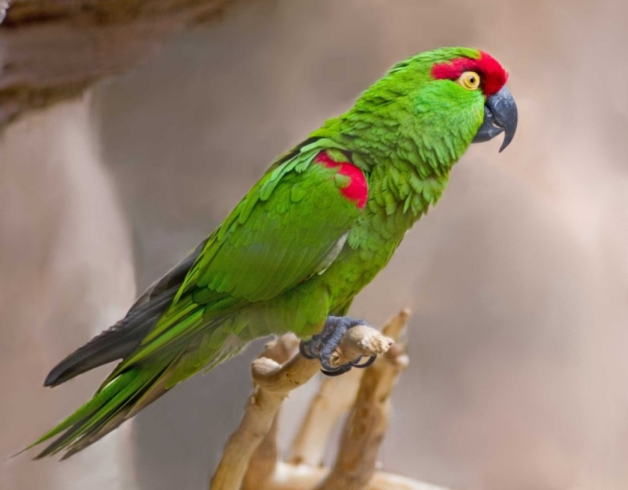 A parrot now lost in the United States may have been part of the pre ...