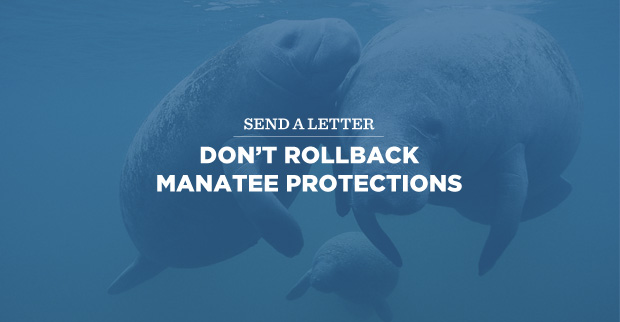 Take Action To Protect Florida Manatees