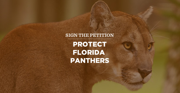 Tell The US Fish And Wildlife Service To Protect The Florida Panther