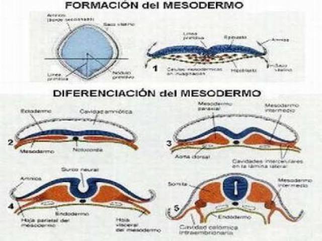 Desarrollo embrinario y fetal timeline | Timetoast timelines