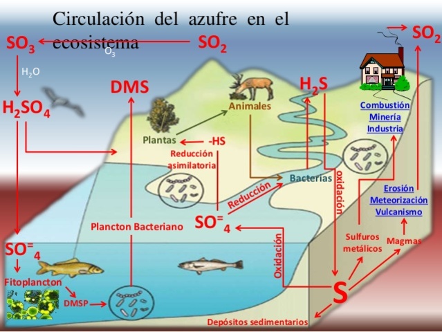Ciclos Biogeoquìmicos timeline | Timetoast timelines