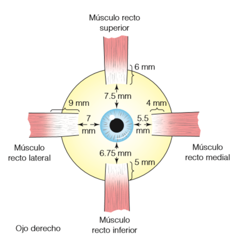 DESARROLLO EMBRIOLOGICO DEL OJO HUMANO timeline | Timetoast timelines