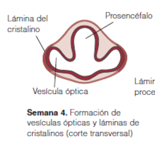 Desarrollo embriologico del ojo timeline | Timetoast timelines