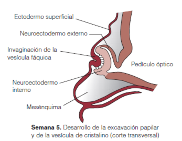 Desarrollo embriologico del ojo timeline | Timetoast timelines