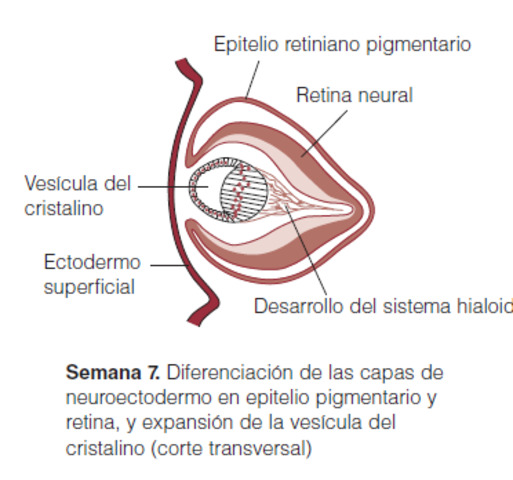 Desarrollo embriologico del ojo timeline | Timetoast timelines
