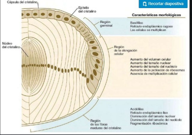 Desarrollo embriologico del ojo timeline | Timetoast timelines