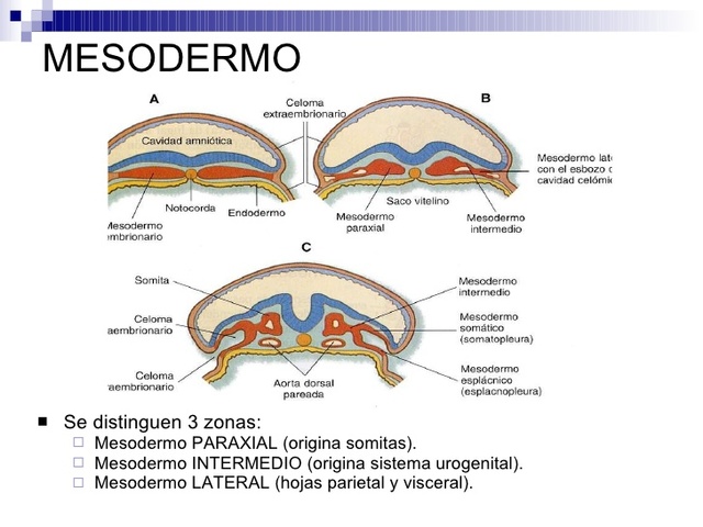 EMBRIOLOGÍA DEL OJO. timeline | Timetoast timelines