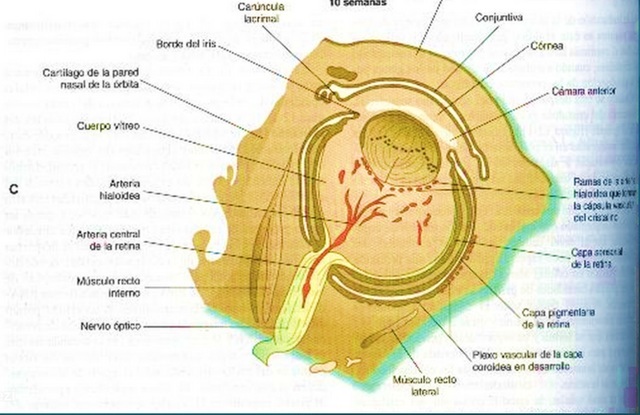 EMBRIOLOGÍA DEL OJO. timeline | Timetoast timelines
