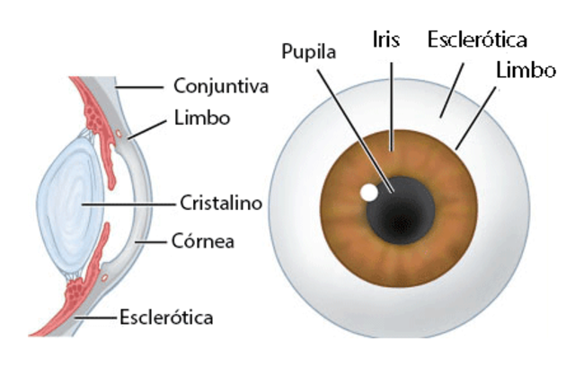 DESARROLLO EMBRIONARIO DEL SISTEMA VISUAL timeline | Timetoast
