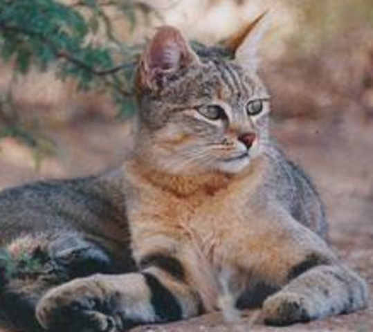 The History of Cats as Domesticated Pets timeline | Timetoast