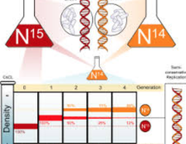 Redemption Assignment Bio 156 Timeline Timetoast Timelines