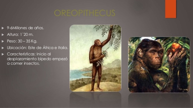 Linea de Tiempo de la Evolución del Hombre (Iris Rodríguez) timeline