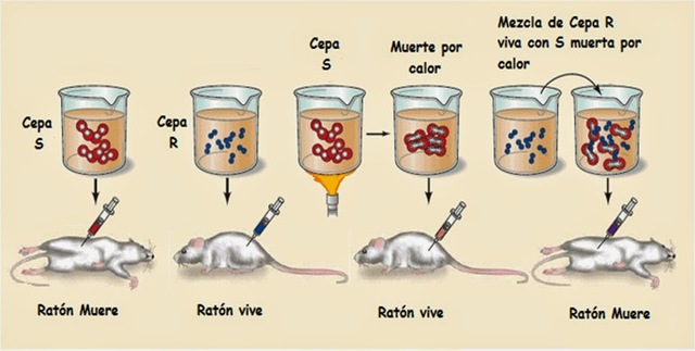 Historia de la Biología Molecular timeline | Timetoast timelines