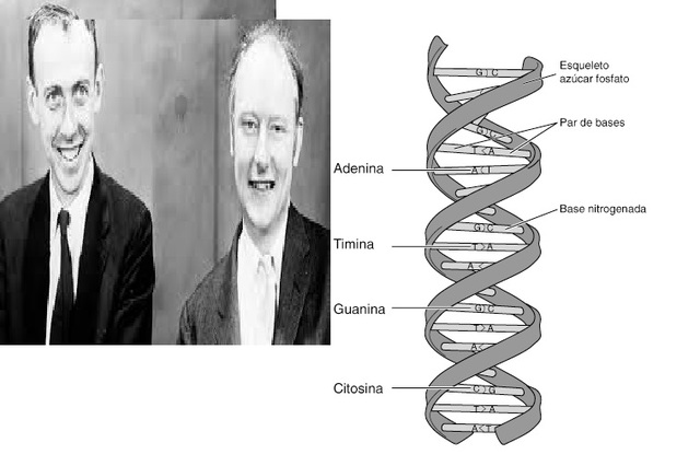 HISTORIA DE LA BIOLOGÍA timeline | Timetoast timelines
