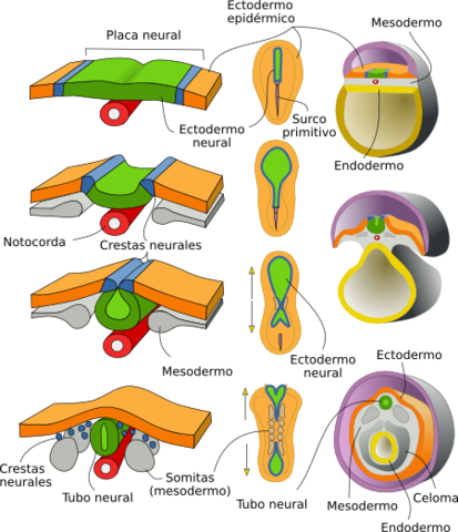 Desarrollo embrionario timeline | Timetoast timelines