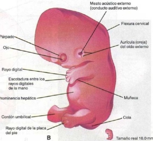 Desarrollo embrionario timeline | Timetoast timelines