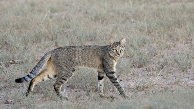 The Evolution of Cats timeline | Timetoast timelines